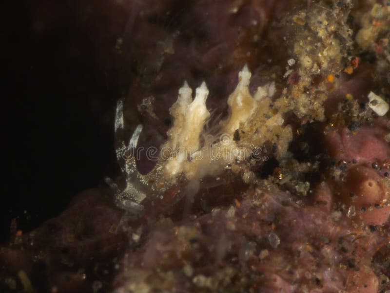 Nudibranch Eubranchus sp. stock image. Image of tulamben - 95529951