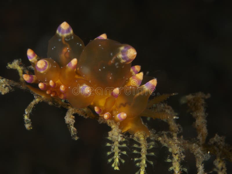 Nudibranch Eubranchus sp. stock image. Image of undrwater - 95530167