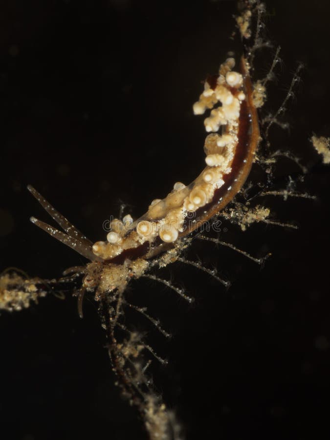 Nudibranch Eubranchus sp. stock image. Image of tulamben - 95530303