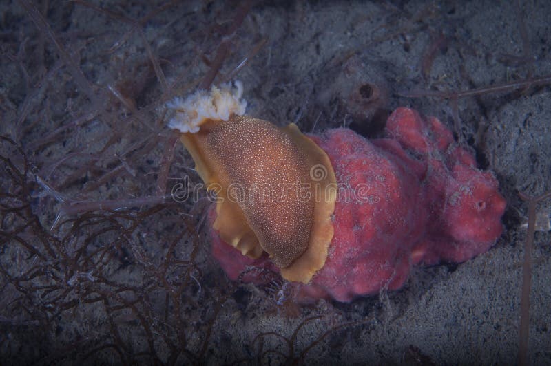 Sea Slug stock photo. Image of animal, undersea, marine - 27491976