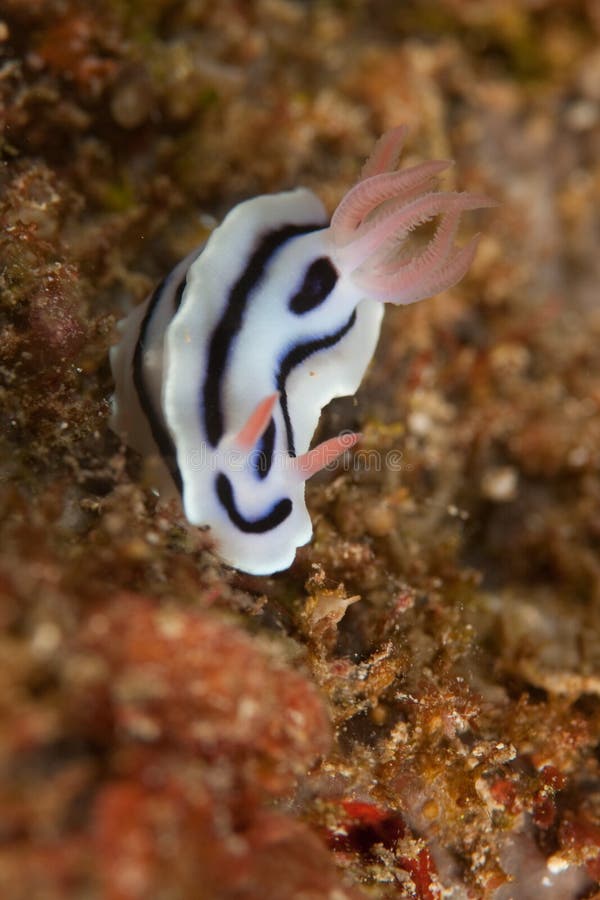 Nudibranch - Gusano De Mar Plano Imagen de archivo - Imagen de océano ...