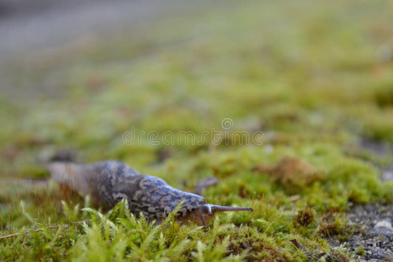 Nudibranch on Moss - Closeup Slug Stock Image - Image of antenna ...