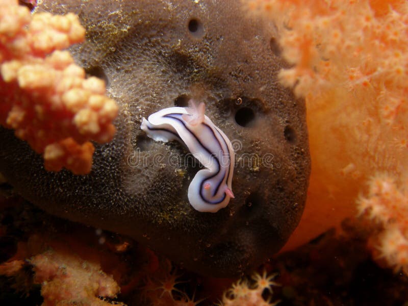 Nudibranch on Orange Polyp Coral Stock Image - Image of nudibranch ...