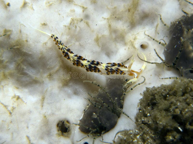 Nudibranch - Phidiana Indica Stock Photo - Image of phidiana ...