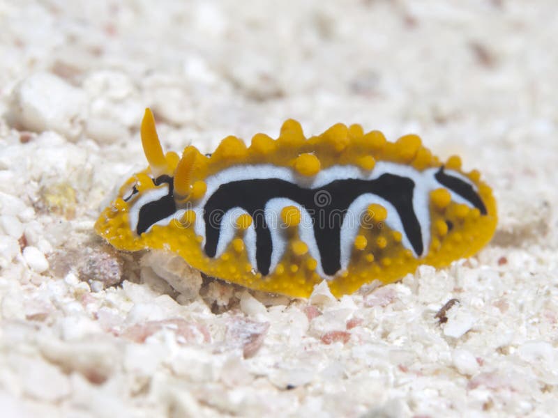 Nudibranch Phyllidia Undulata Stock Image - Image of wild, marine: 39228803