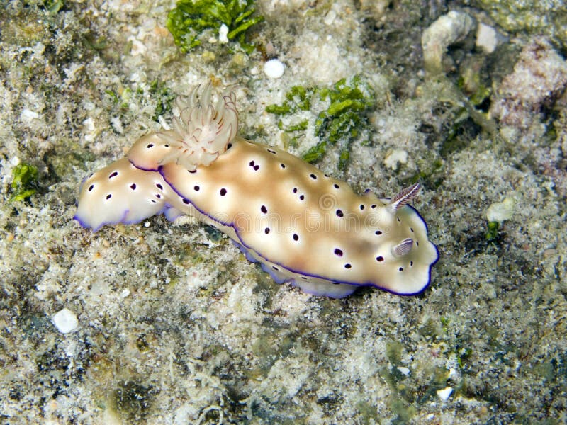 Nudibranch or sea slug stock photo. Image of appendages - 9703028