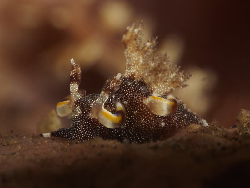 Nudibranch Trapania sp. stock photo. Image of marine - 95543358