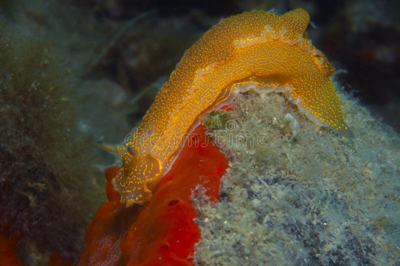 Nudibranch yellow stock image. Image of explore, ocean - 103429059