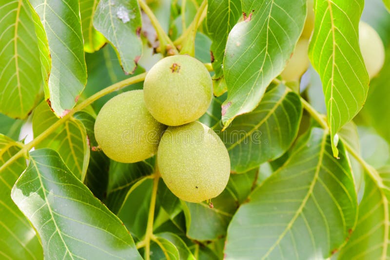 Nueces en árbol imagen de archivo. Imagen de hojas, externo - 9760639
