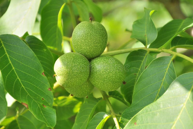 Nueces en árbol imagen de archivo. Imagen de hojas, externo - 9760639