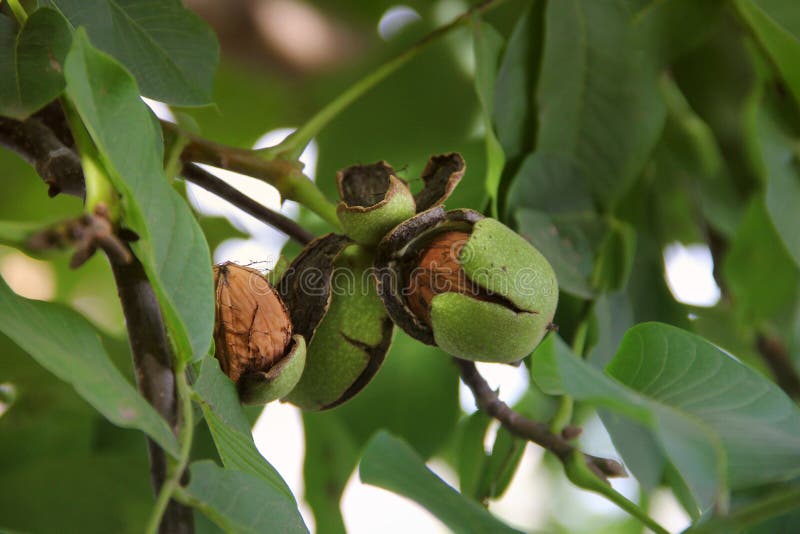 Nueces En El árbol Árbol De Nuez Verde Foto de archivo - Imagen de azul ...