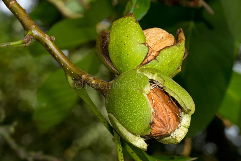 Nueces Maduras De Un árbol De Nuez Imagen de archivo - Imagen de ...