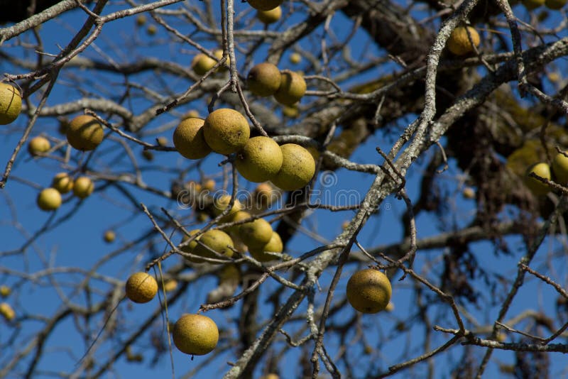 Nuez negra imagen de archivo. Imagen de greenery, cascos - 14895791