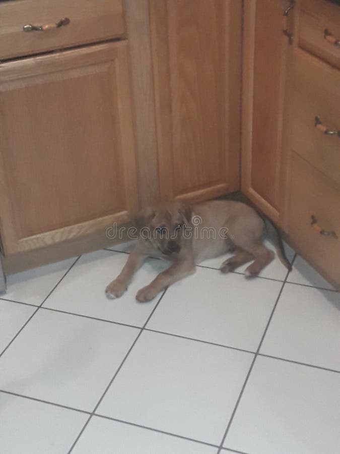 Perrito asustado imagen de archivo. Imagen de blanco - 117562803