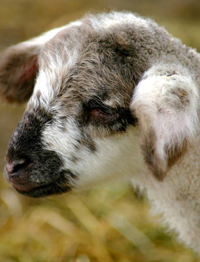 Nuevo cordero foto de archivo. Imagen de pista, cabrito - 600684