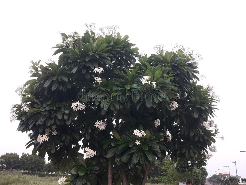 Nuevo Tipo Flor Muy Dulce Y Imagen de archivo - Imagen de flor, dulce ...