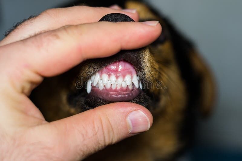 Nuevos Dientes En Perro a Los 6 Meses De Edad Imagen de archivo ...