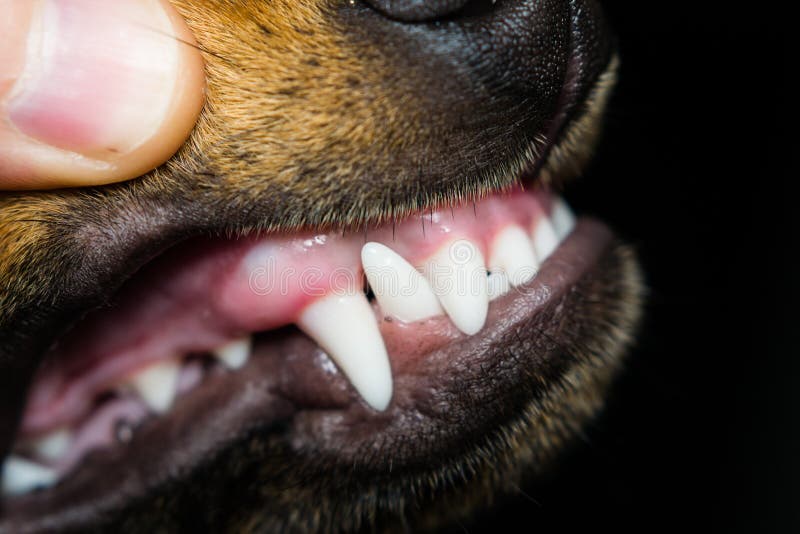 Nuevos Dientes En Perro a Los 6 Meses De Edad Foto de archivo - Imagen ...