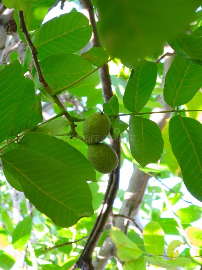 Nuez-árbol foto de archivo. Imagen de exterior, follaje - 11412588