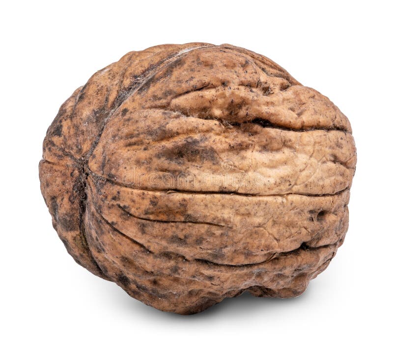 Nuez Aislada En El Fondo Blanco Imagen de archivo - Imagen de bocado ...