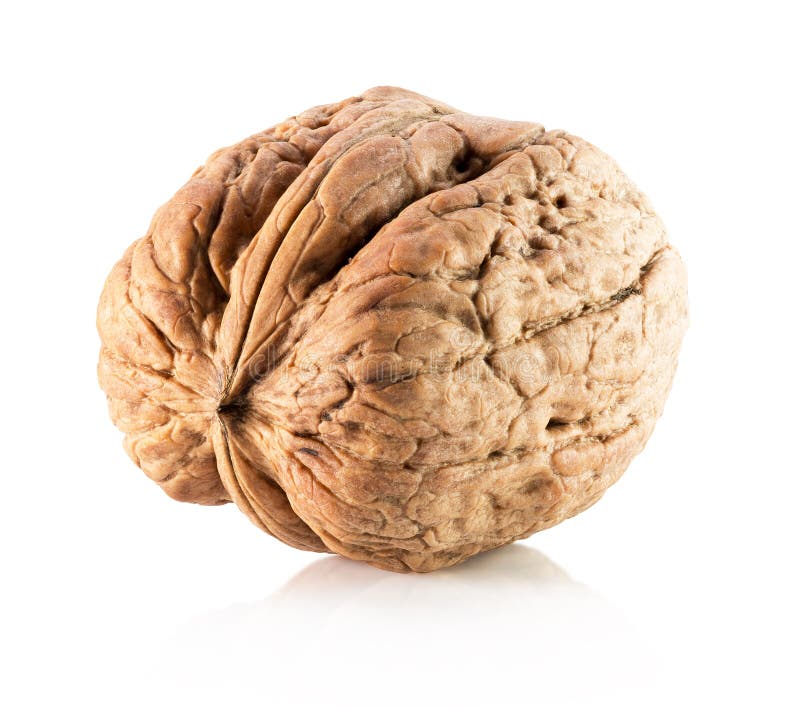 Nuez Aislada En El Fondo Blanco Imagen de archivo - Imagen de travieso ...
