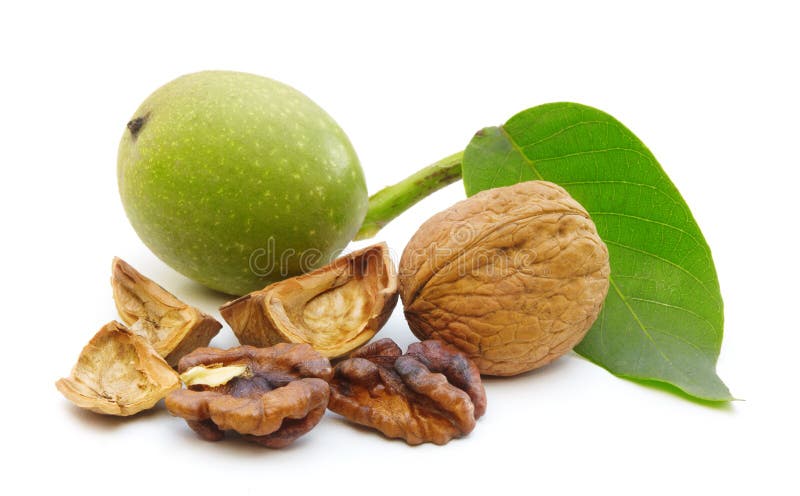 Nuez Aislada En Un Fondo Blanco Imagen de archivo - Imagen de gordo ...