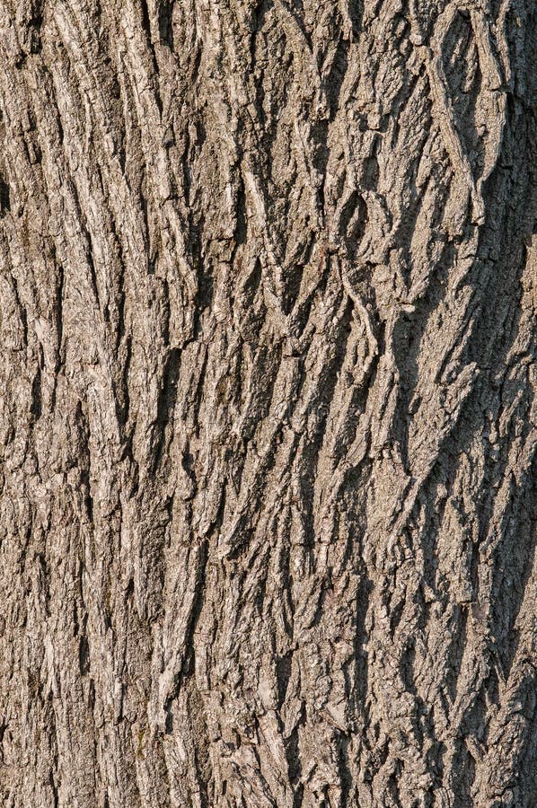 Primer Plano De La Corteza De La Nuez Negra Imagen de archivo - Imagen ...