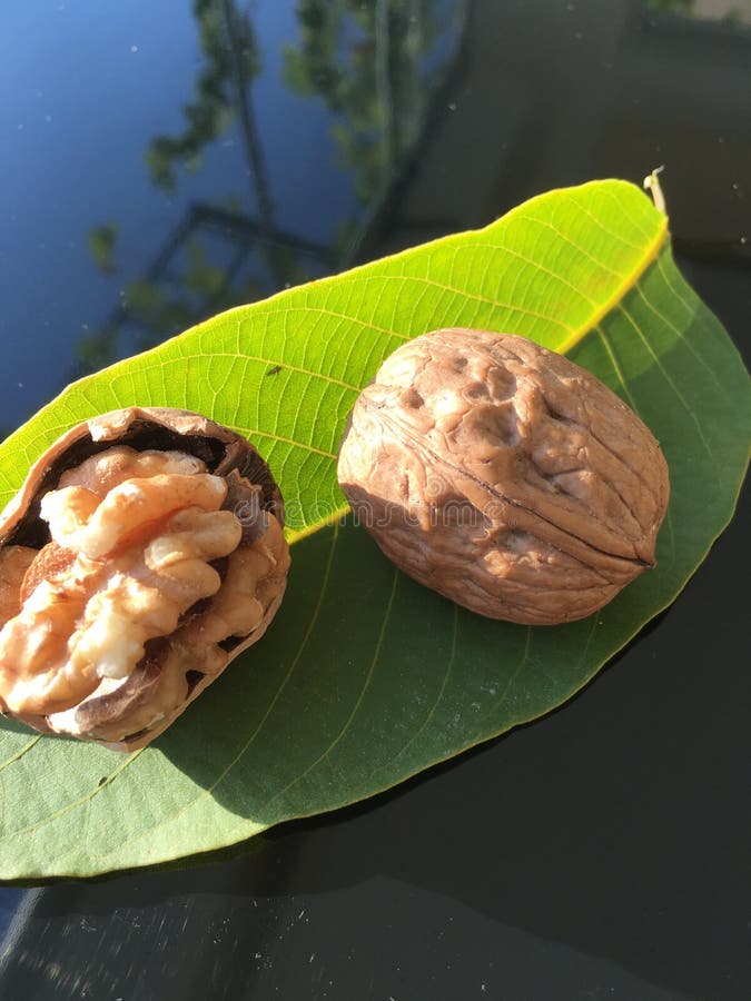 Nuez, planta de la nuez foto de archivo. Imagen de bocado - 102511402