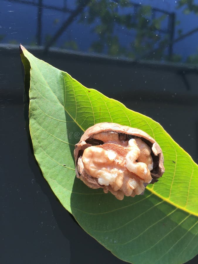 Nuez, planta de la nuez imagen de archivo. Imagen de germen - 102511431