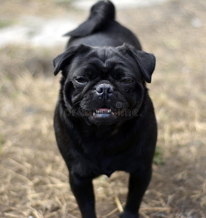 Nugget the black pug. stock photo. Image of black, watching - 71316856