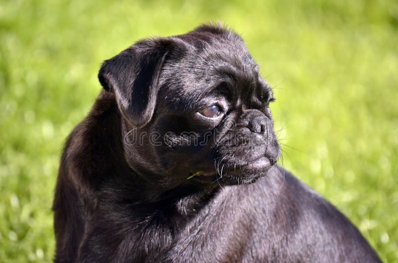 Nugget the pug stock photo. Image of basking, nugget - 71324640