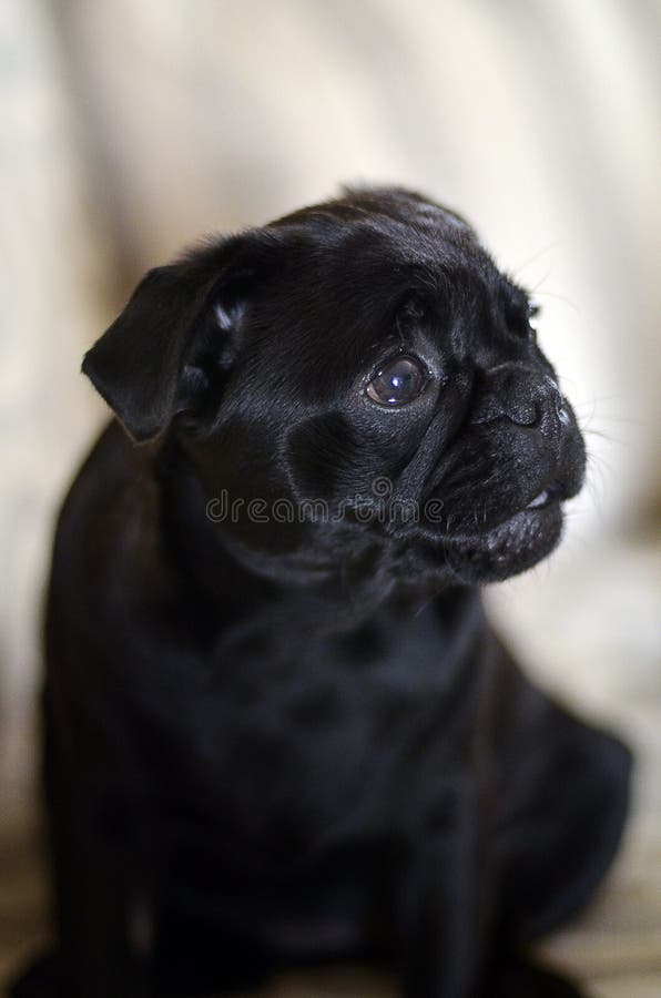 Black Pug Watching Tv and Looking Cute Stock Photo - Image of watching ...