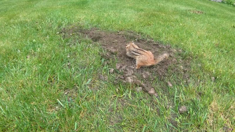 Nuisance Chipmunk Burrows Hole in the Lawn Stock Video - Video of ...