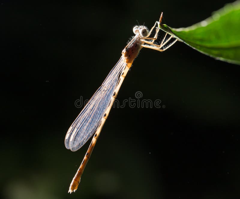 768 Photos de Nuit De Libellule - Photos de stock gratuites et libres ...