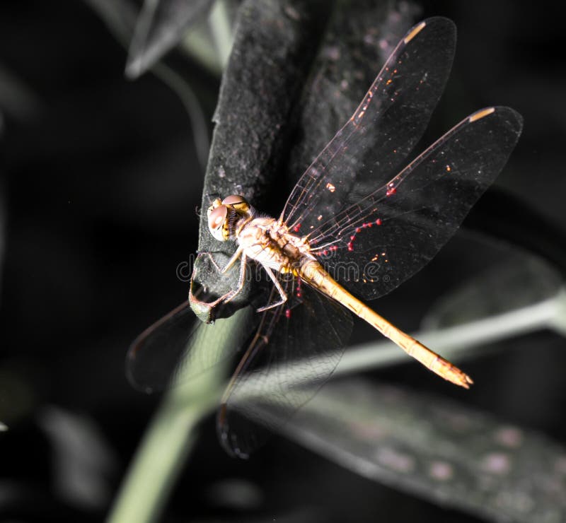 768 Photos de Nuit De Libellule - Photos de stock gratuites et libres ...