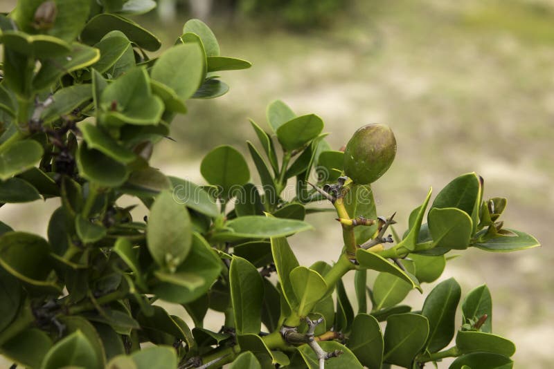 Num Num Plant Carissa Macrocarpa Stock Photo - Image of garden ...