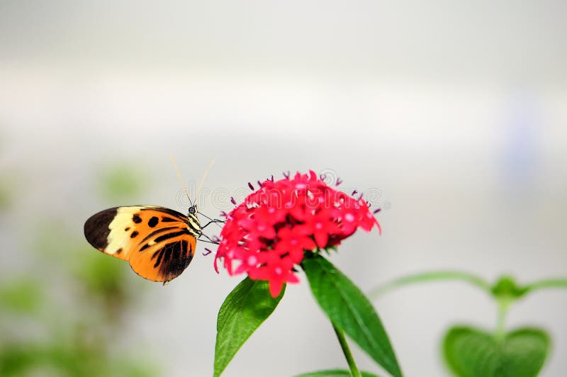 Two numata butterflies stock photo. Image of wings, flowers - 4226272