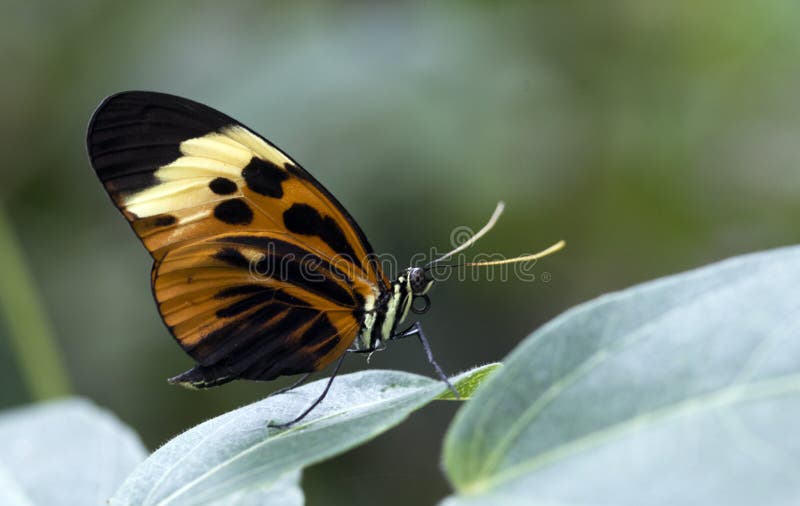 Two numata butterflies stock photo. Image of wings, flowers - 4226272