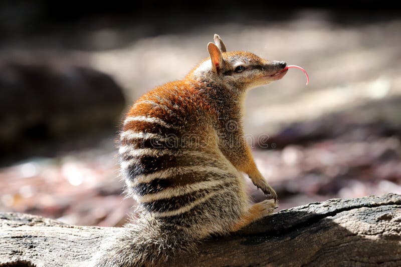 115 Numbat Stock Photos - Free & Royalty-Free Stock Photos from Dreamstime