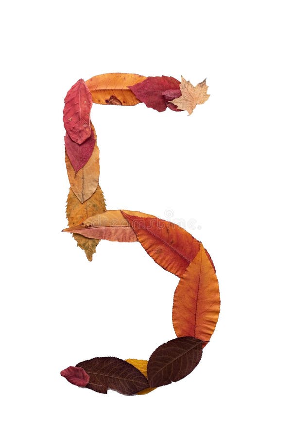 Number 5 Autumn Leaves Isolate on White Background Stock Image - Image ...