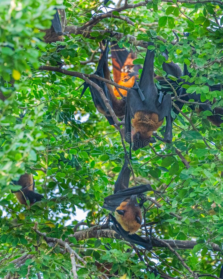 A Number of Bats Hanging from a Tree Stock Photo - Image of winged ...