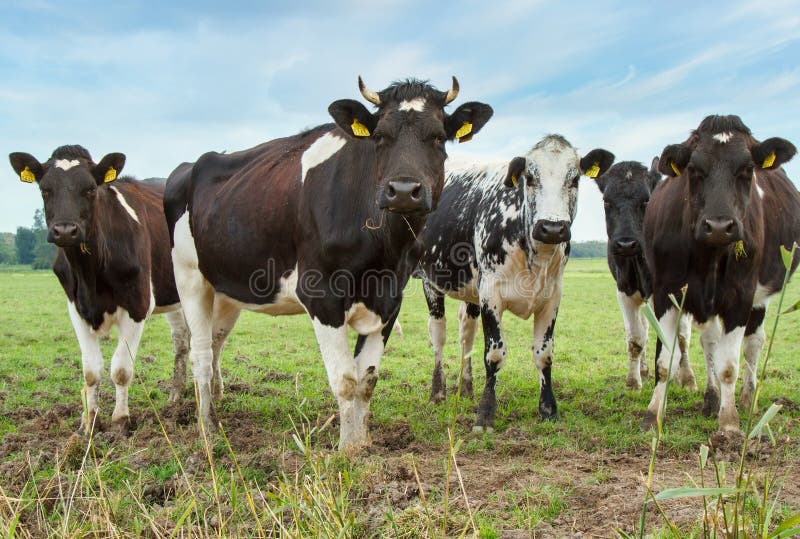 A Number of Cows are Outside in the Meadow Editorial Photography ...