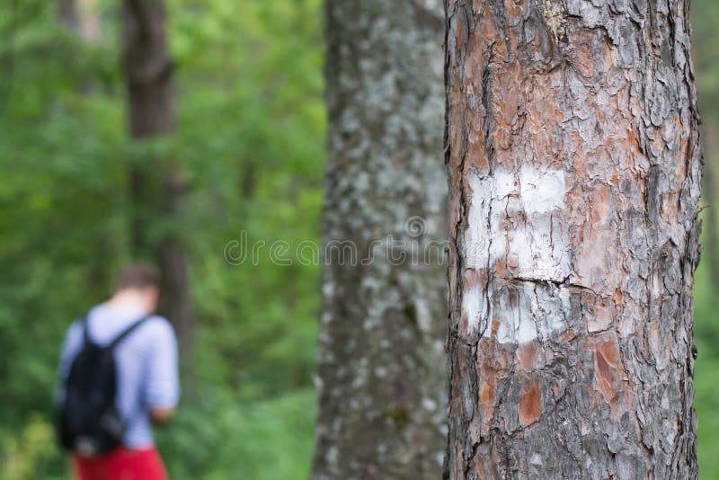 Number Five on the Tree in the Forest Stock Image - Image of forest ...
