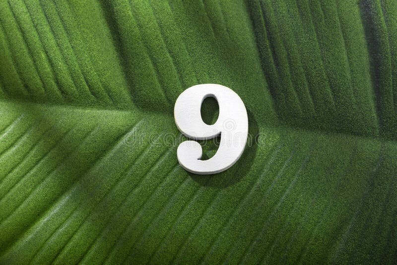 Number 9 - Green Leaf of Tropical Plant Stock Image - Image of dark ...