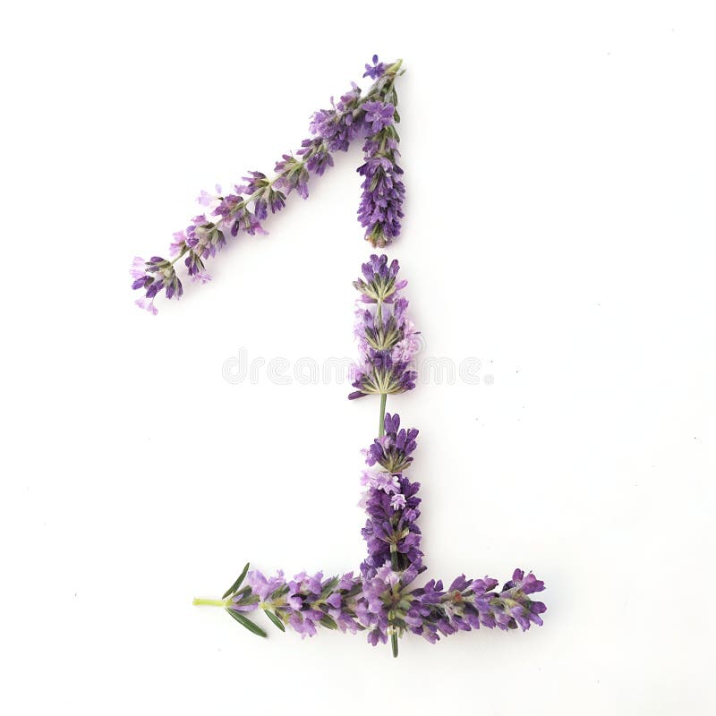 Number 1 Made with Lavender Flowers Isolated on White Background Stock ...