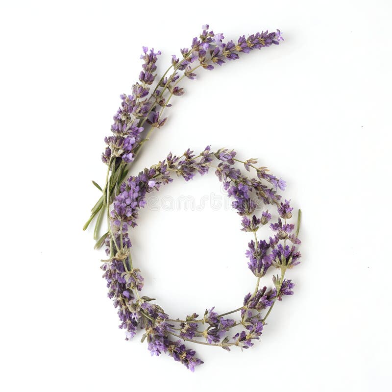 Number 6 Made with Lavender Flowers Isolated on White Background Stock ...