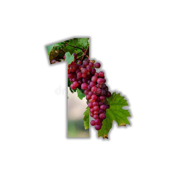 Number 1 Made of Real Grapes Stock Photo - Image of education, number ...