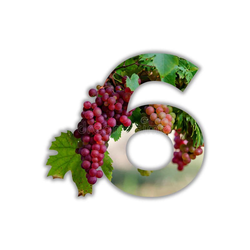 Number 6 Made of Real Grapes Stock Image - Image of healthy, font ...