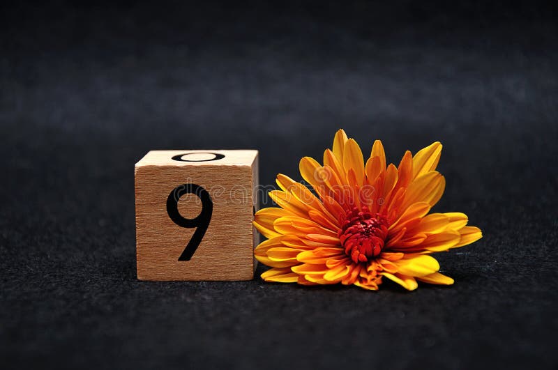 Nine Daisy Flowers stock photo. Image of nine, fresh - 26109320