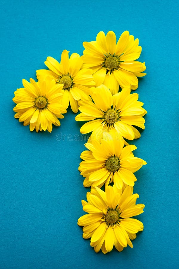 Number One 1 Layout of Bright Yellow Natural Flowers on Solid Blue ...